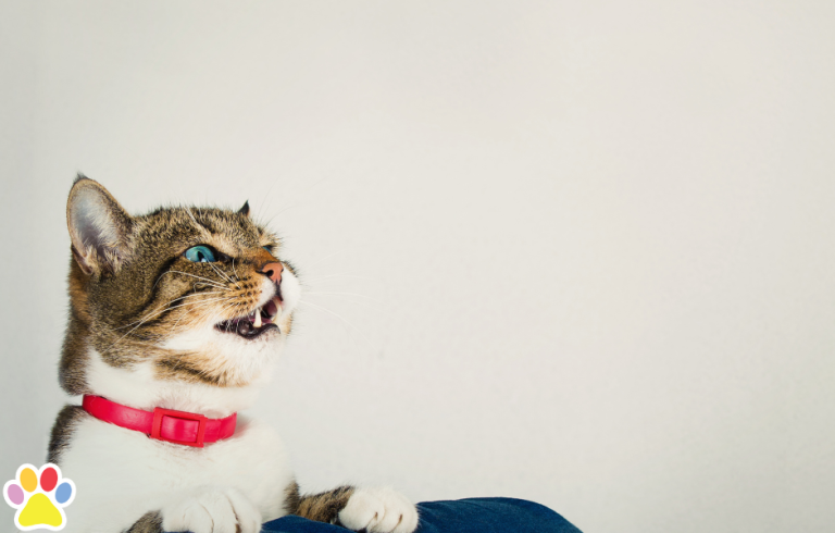 Waarom miauwt mijn kat tijdens de nacht? - Kattenveertjes Magazine